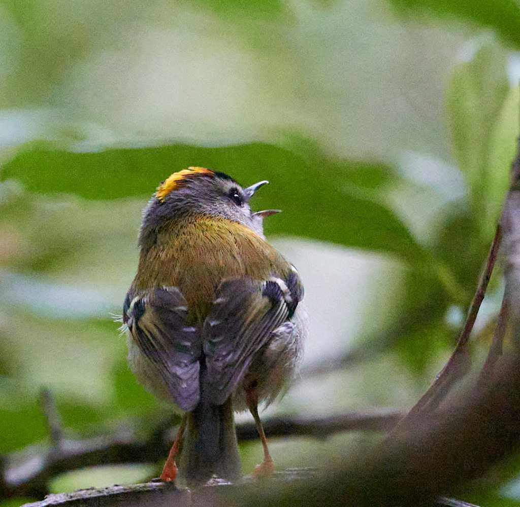 Madeira – GrimiBirds