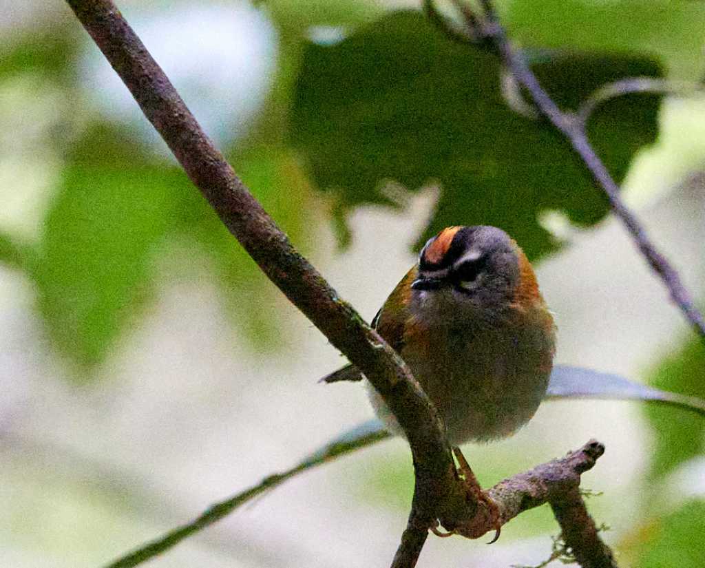 Madeira – GrimiBirds