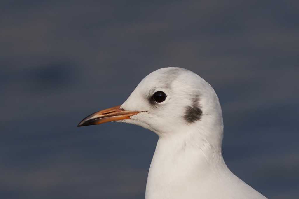 Gavines i gavians – GrimiBirds