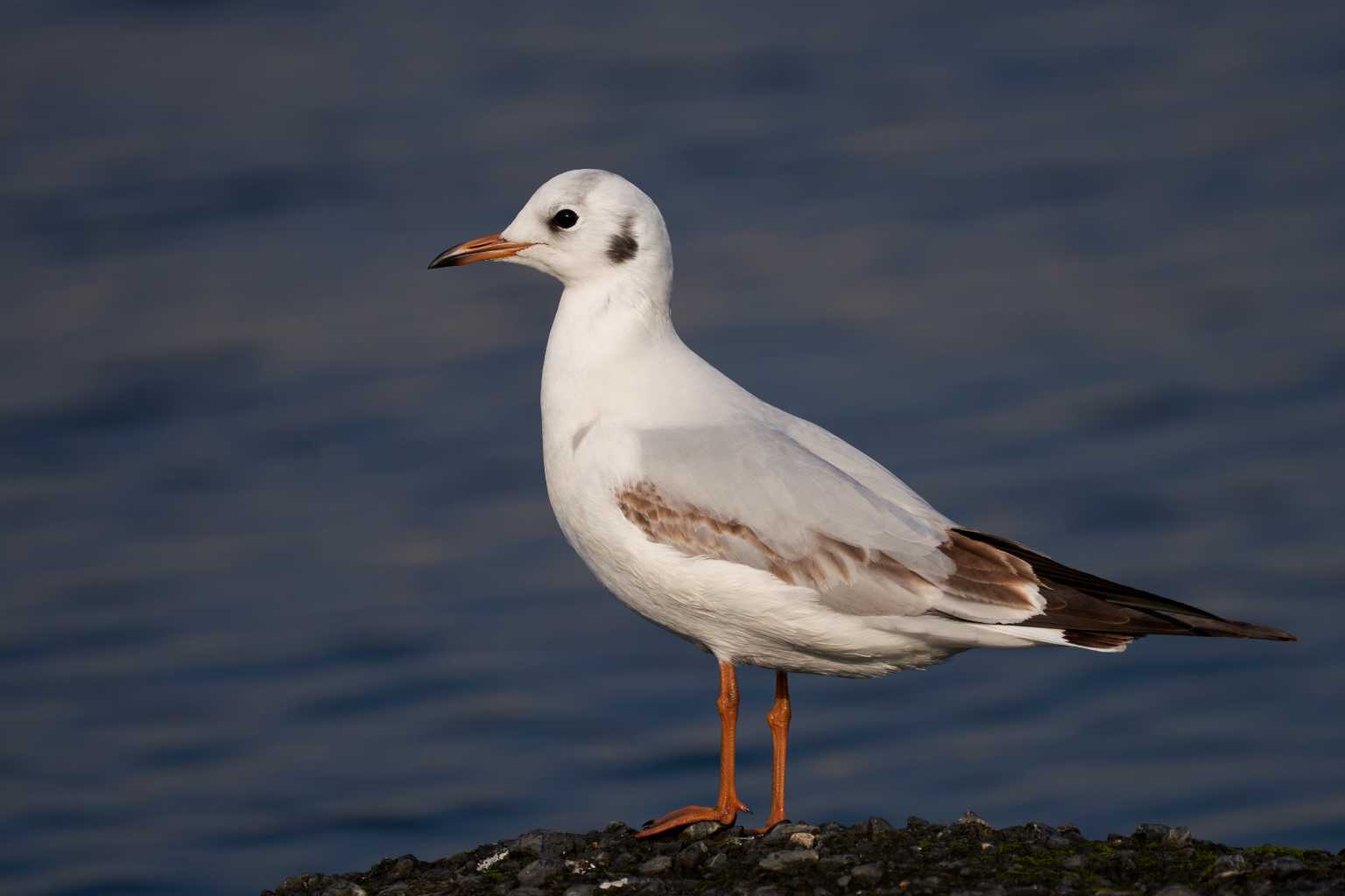 Gavines i gavians – GrimiBirds