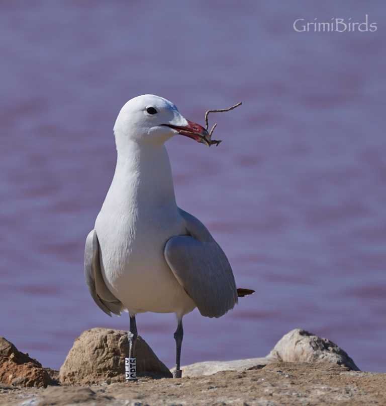 Gavines i gavians – GrimiBirds