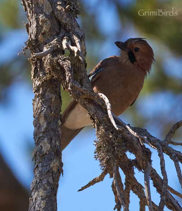 Gaigs blaus i Rollers – GrimiBirds